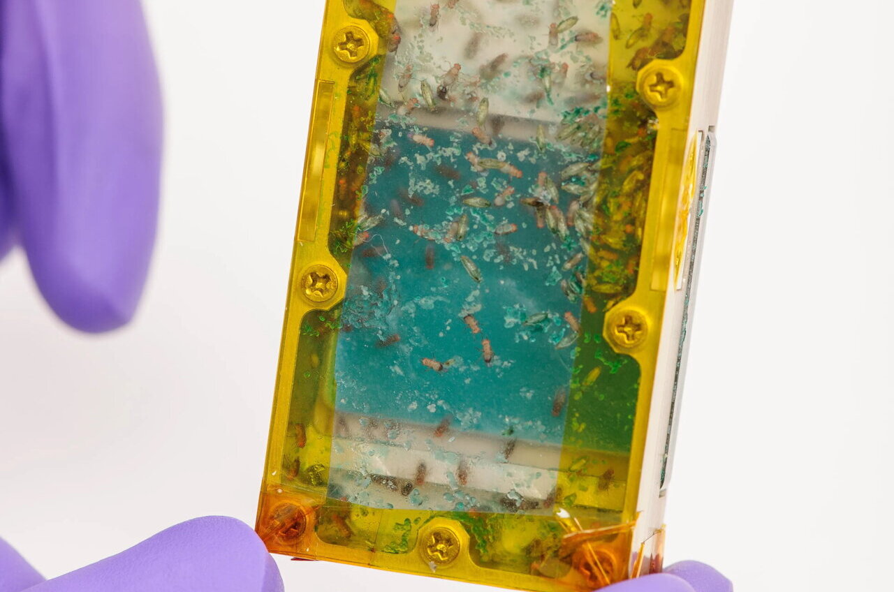 Insects on the space menu: A sustainable food source for future missions