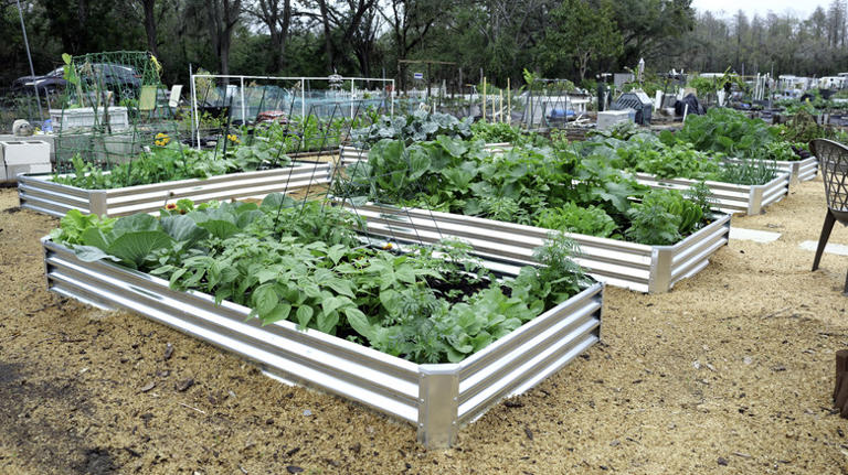 14 Essential Crops That Belong In Every Survival Garden