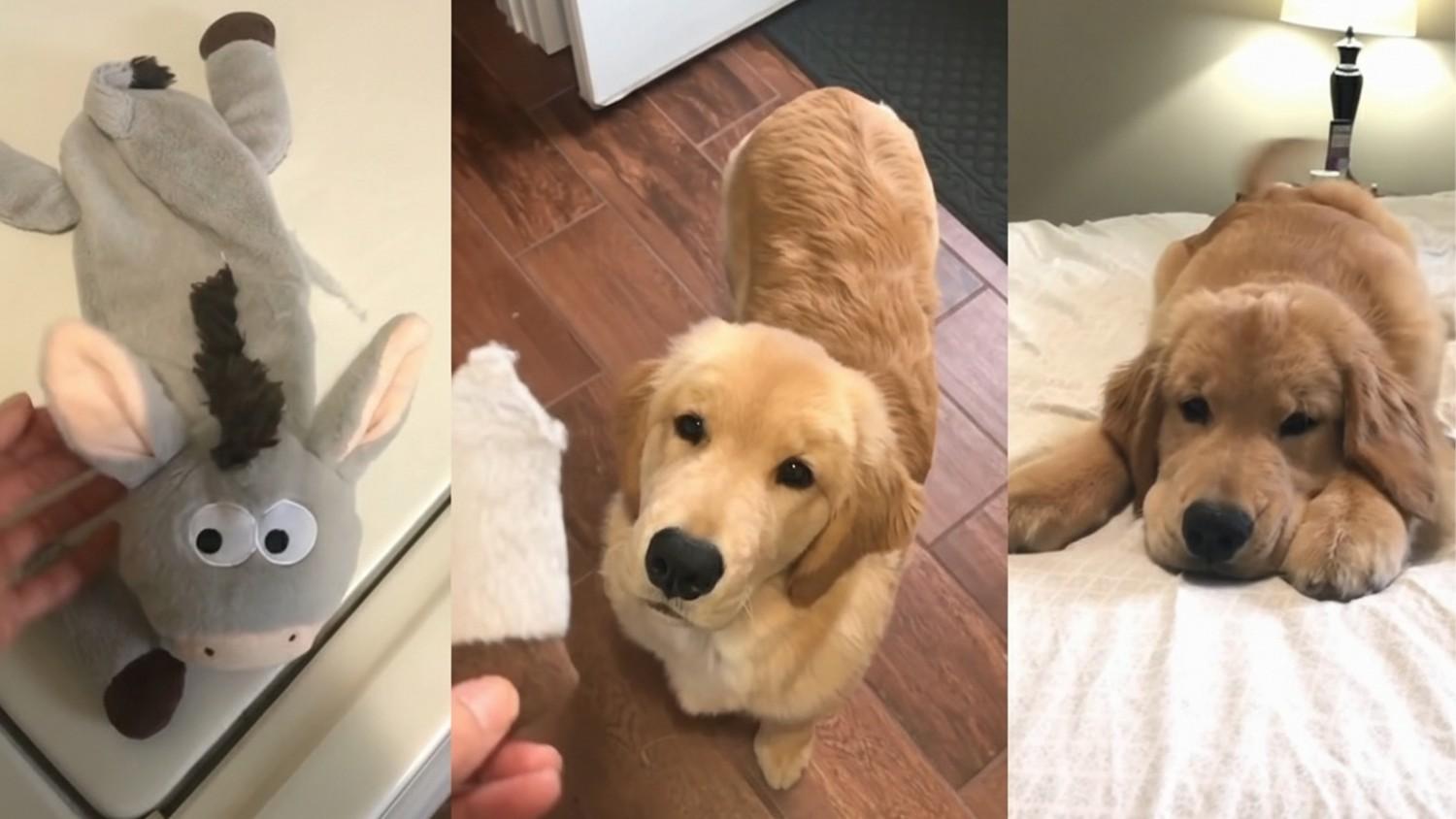 I Broke My Dog’s Favorite Toy...