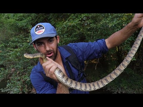 Big diamondback swam at me and I caught it