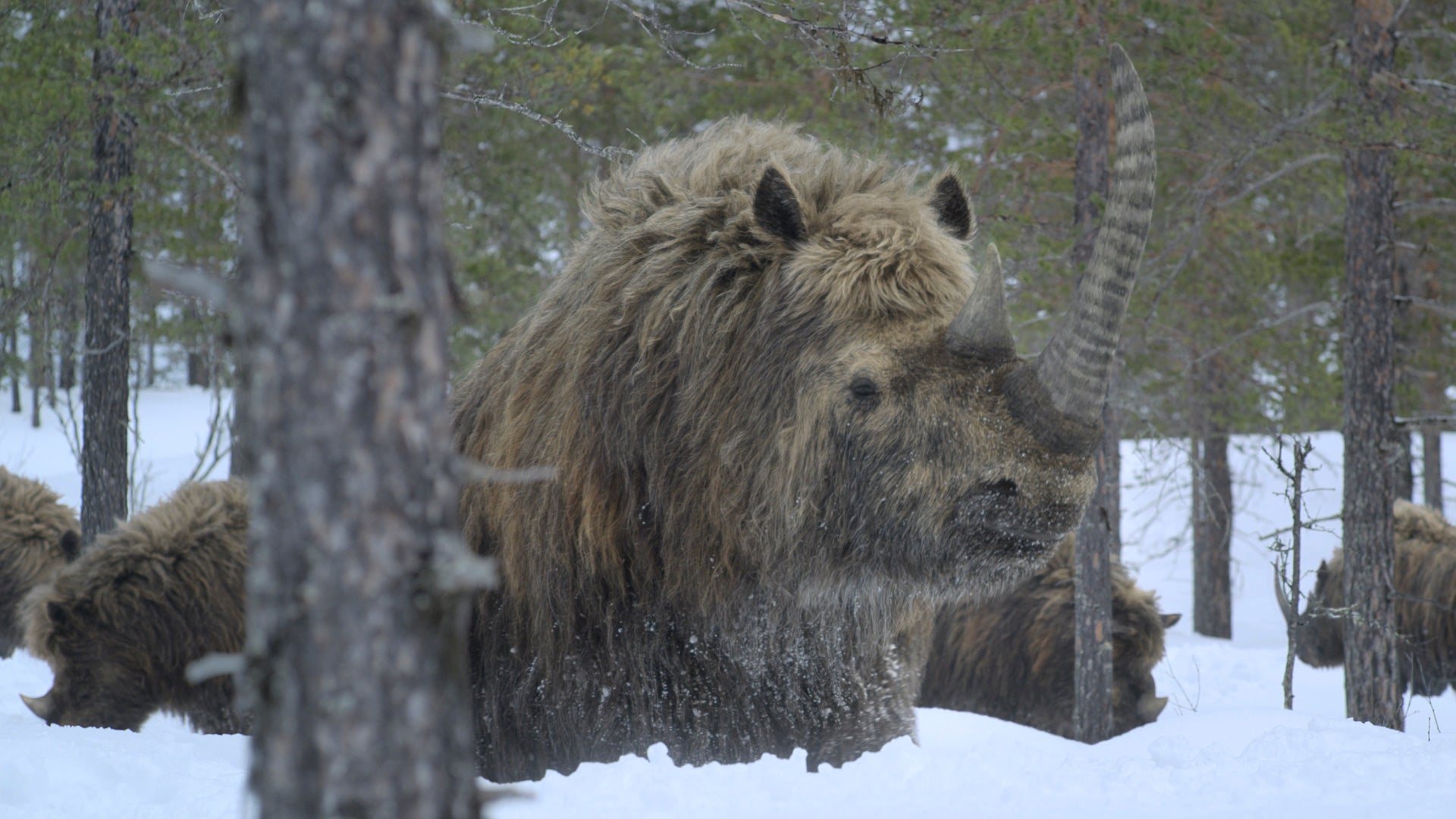 Prehistoric Planet: Ice Age - Season 3 Official Trailer