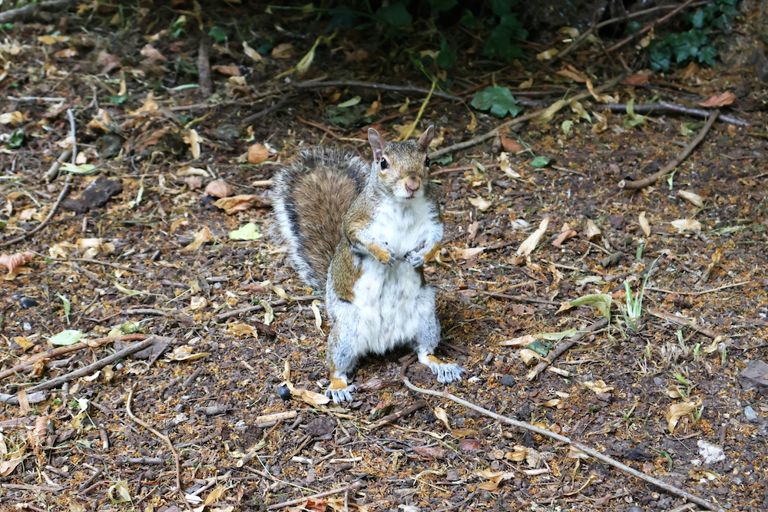 Nel Parco di Monza vive ancora la leggenda della Matta Tapina: i ...