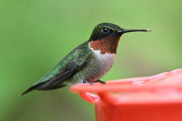 Hummingbirds will flock to your garden if you leave out two-ingredient ...