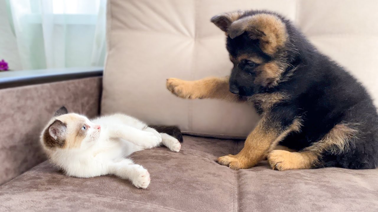 German Shepherd and Cat Share a Sweet Friendship