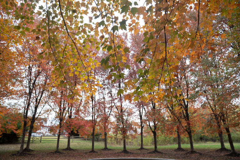 There may still be time to see colorful fall foliage. See map of where.