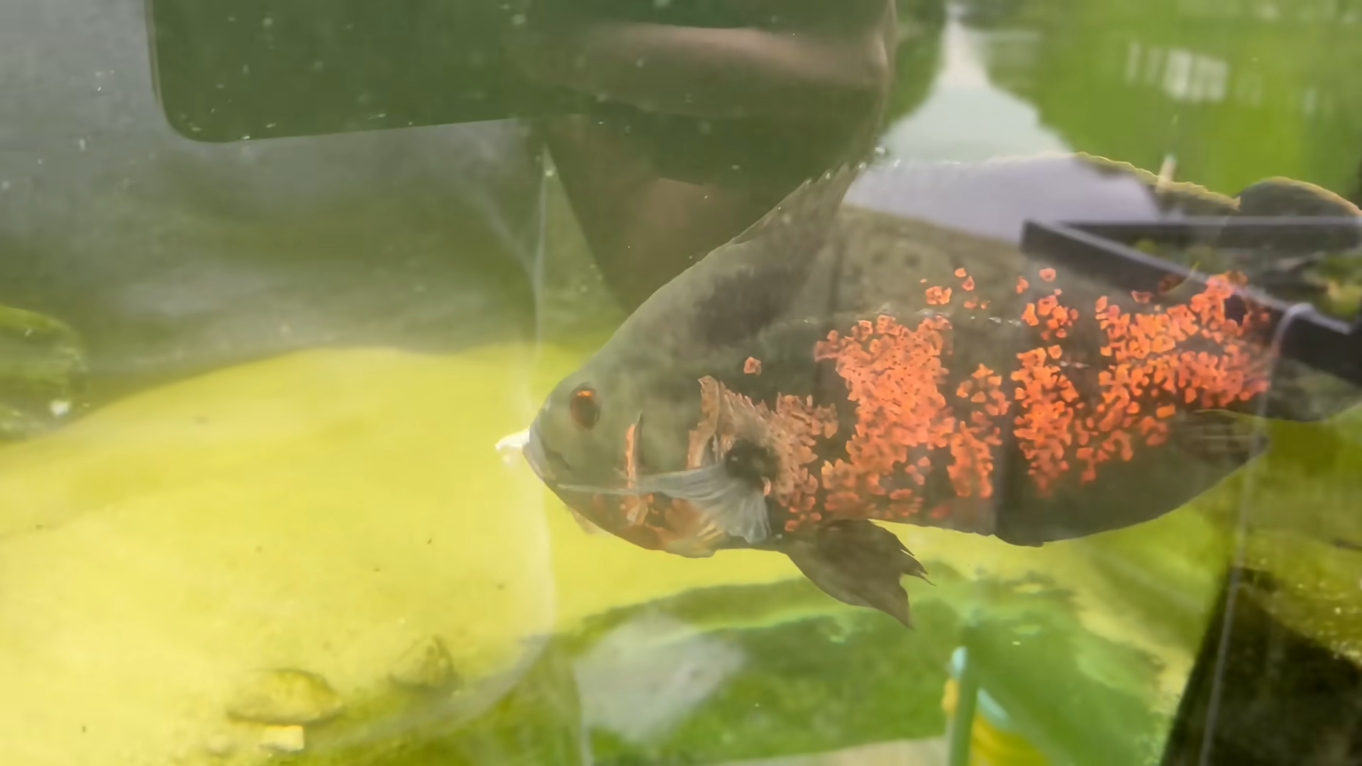 How a betta fish farm breeds color, beauty, and profit