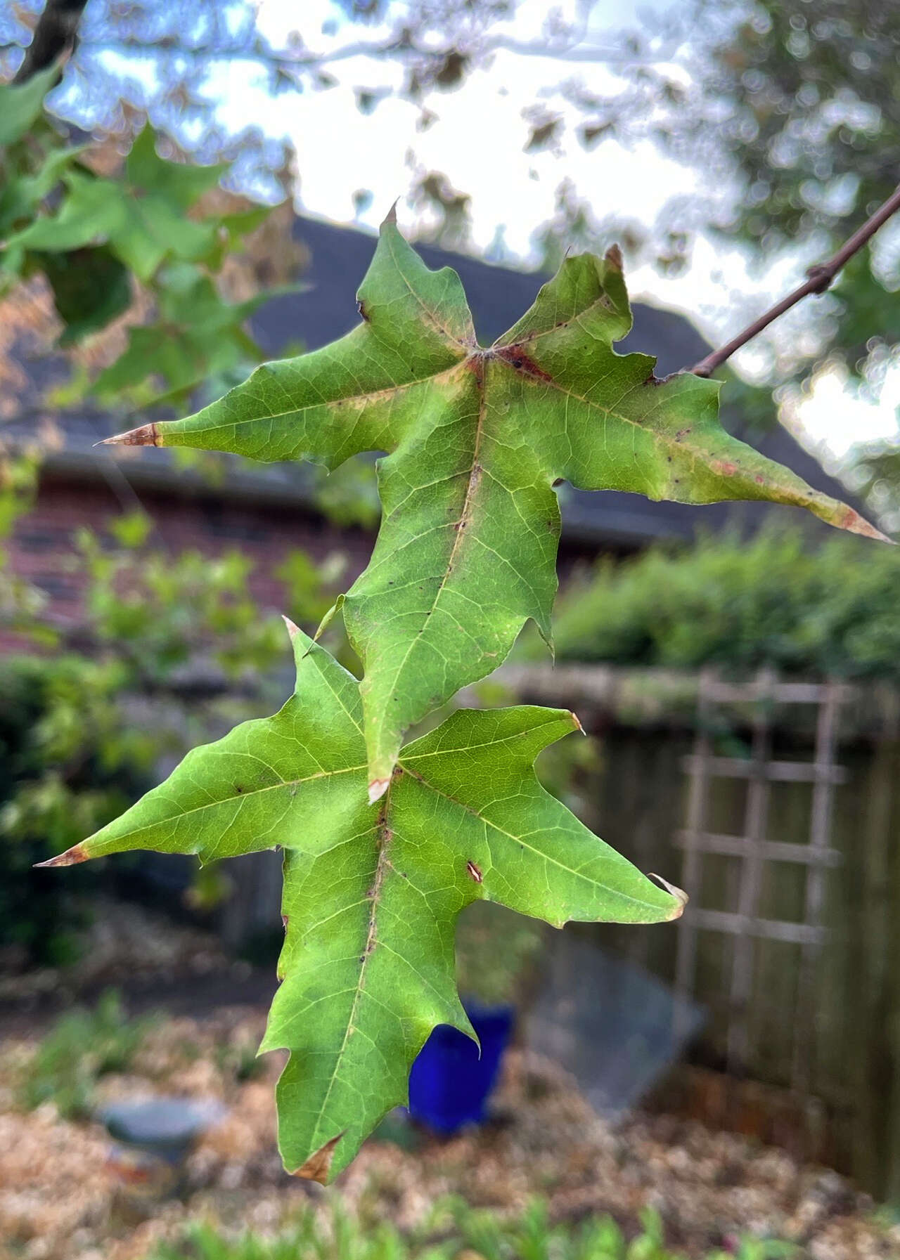 Shantung maple woes? Garden Q&A answers 5 common issues