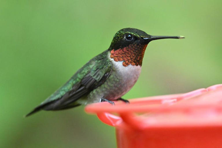 Hummingbirds will keep coming back to your garden if you put out two ...