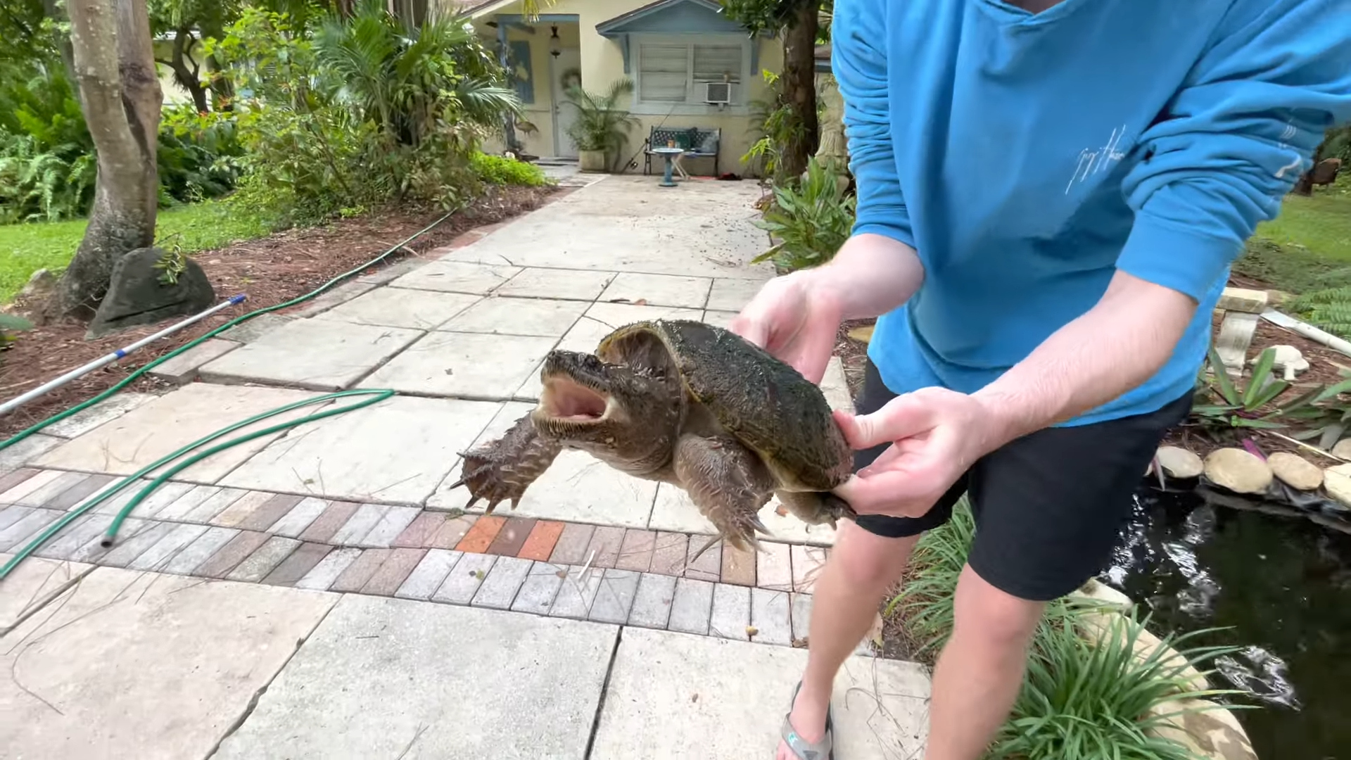 The backyard pond rescue of a massive snapping turtle