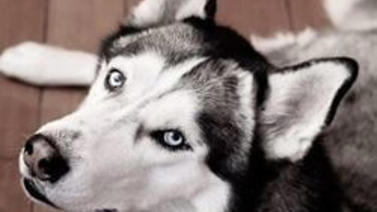 Her dog keeps sniffing her stomach and weeks later she's devastated to ...