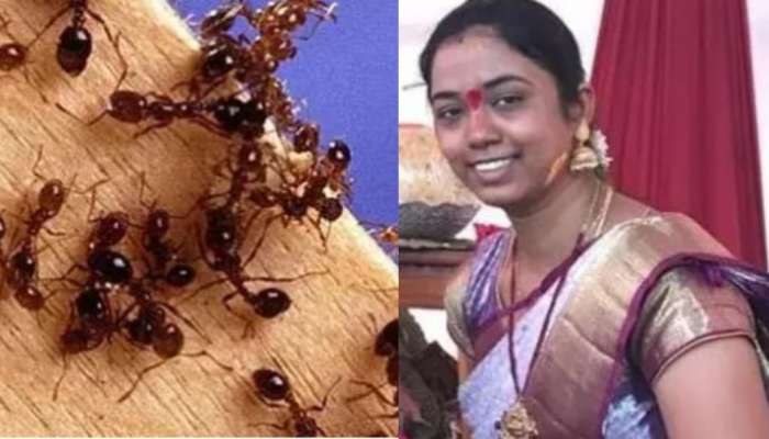 Woman Ant Phobia: చీమల భయంతో మహిళ ఆత్మహత్య... పోలీసులు బైటపెట్టిన ...