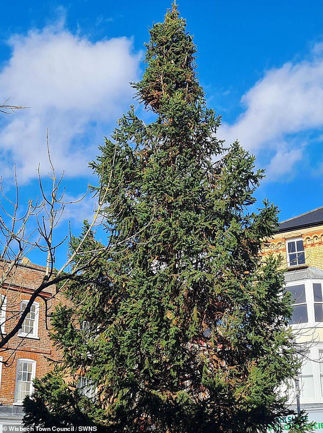 Residents hit out at 'droopy and browning' Christmas tree dubbed a ...