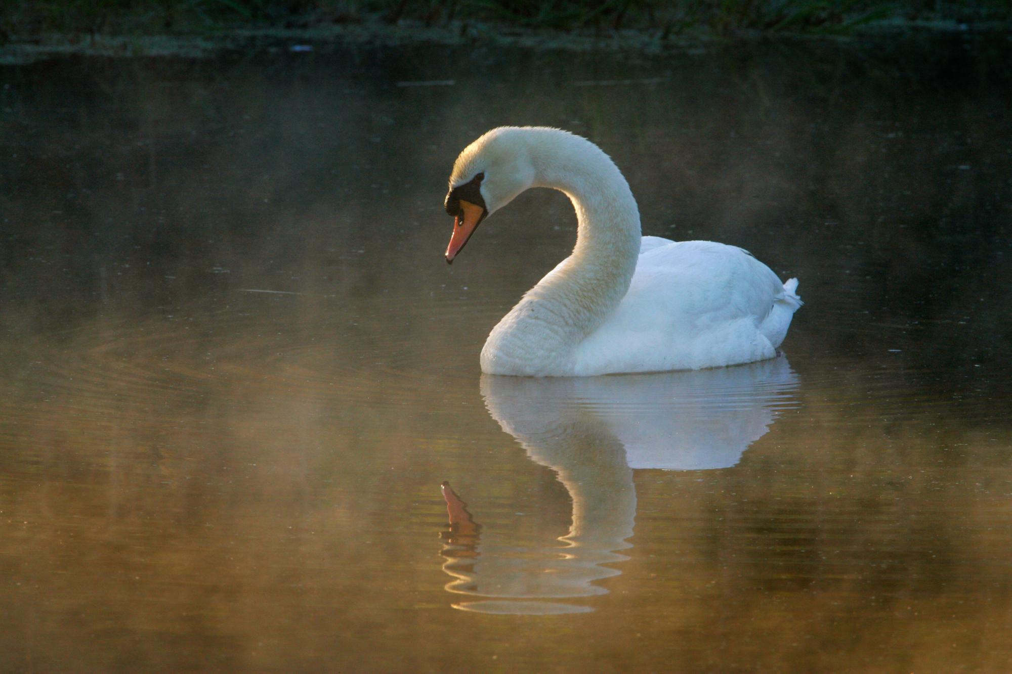 Increase in Avian Influenza cases causes concern for wild birds across the UK