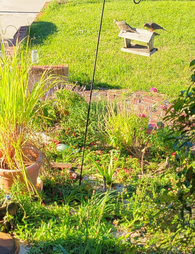 Encourage birds to wing their way to your yard with these food, shelter ...
