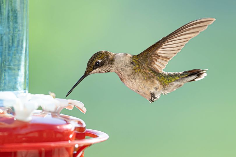 Hummingbirds will keep coming back to your garden if you put out two ...