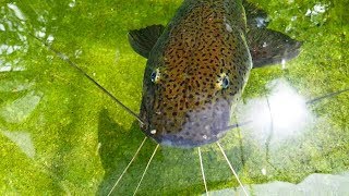 Monster fish attack caught on camera
