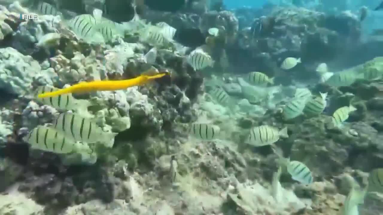 Proposed guidelines reignite fight over aquarium fishing