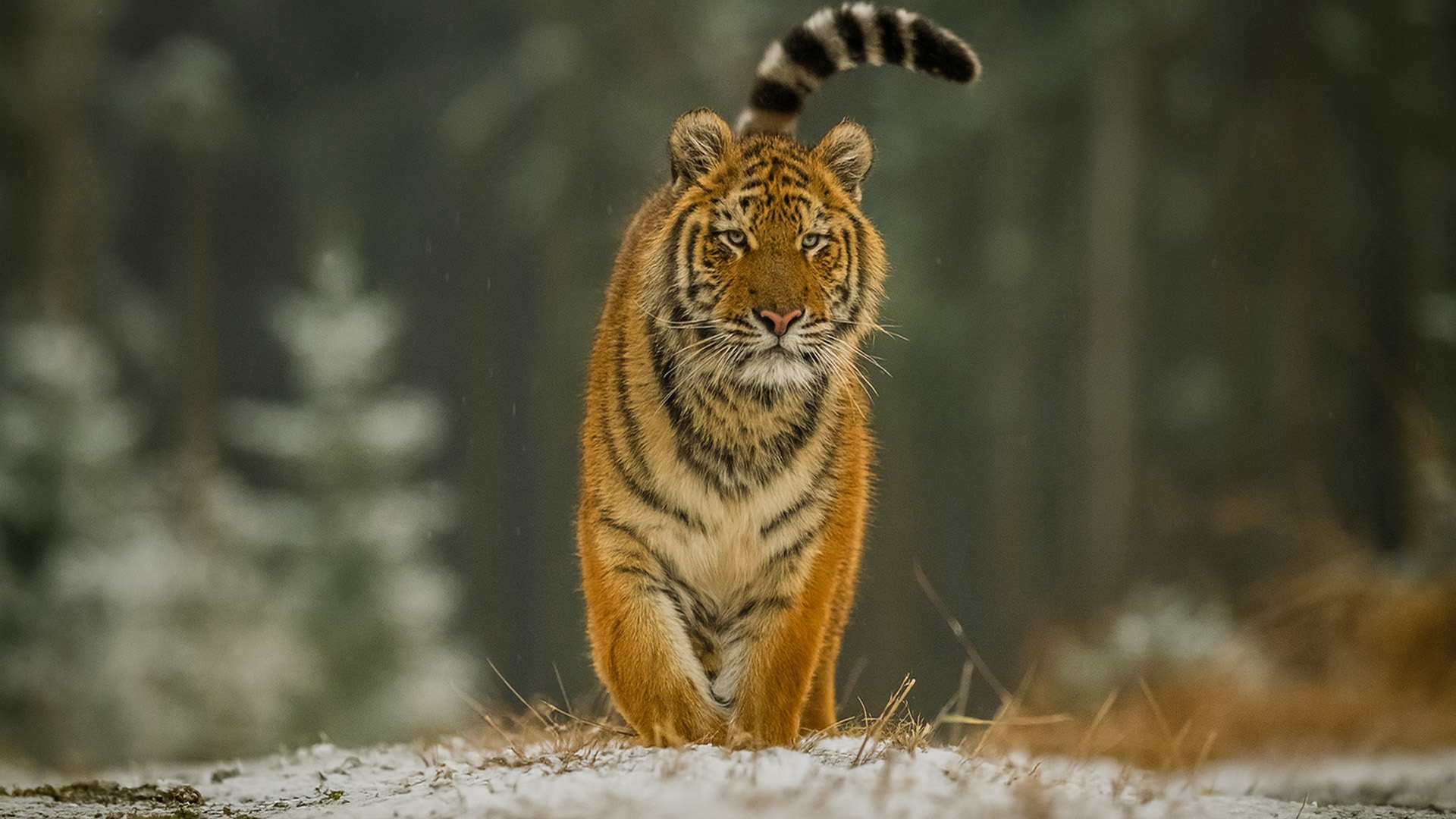 Tigres siberianos y vida salvaje en los bosques de Rusia en 4K