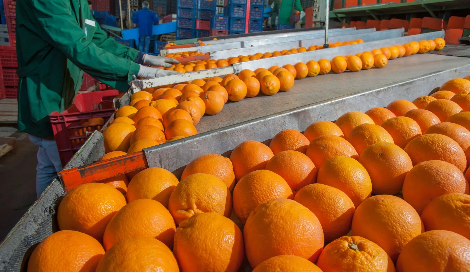 Εταιρεία εμπορίας φρούτων & λαχανικών ζητά υπάλληλο για το συσκευαστήριο