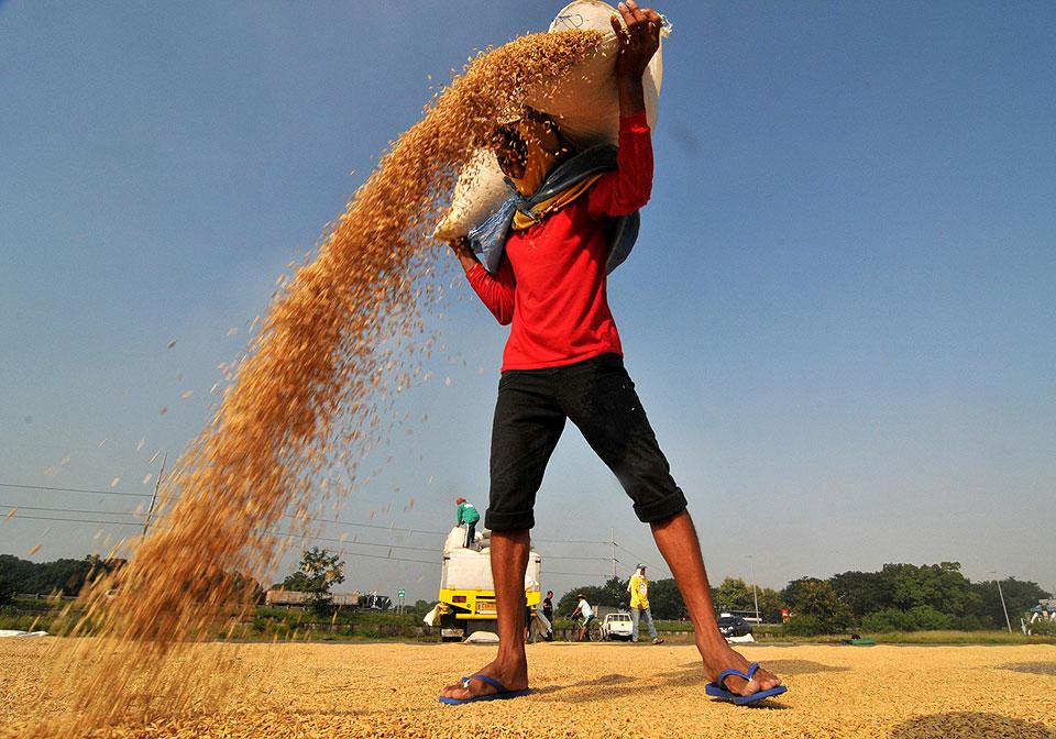 Gov’t aims to build over 300 palay processing centers this year