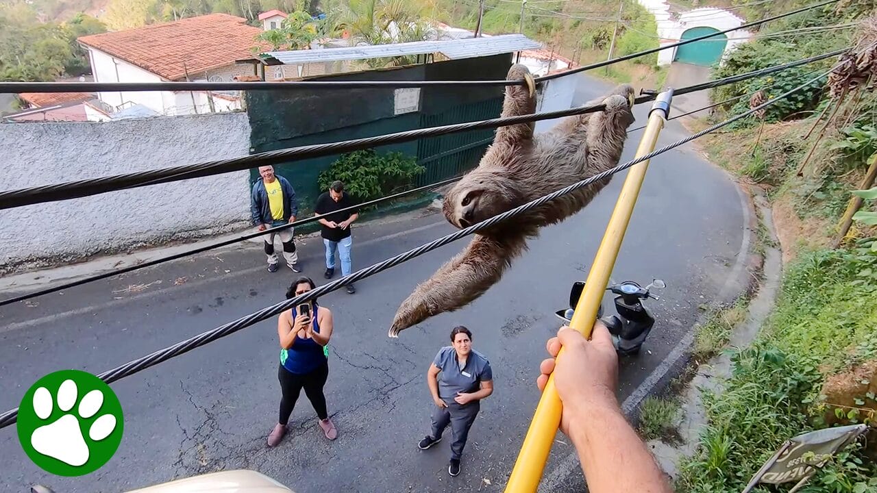 Brave rescuer risks it all to save sloth from live wires