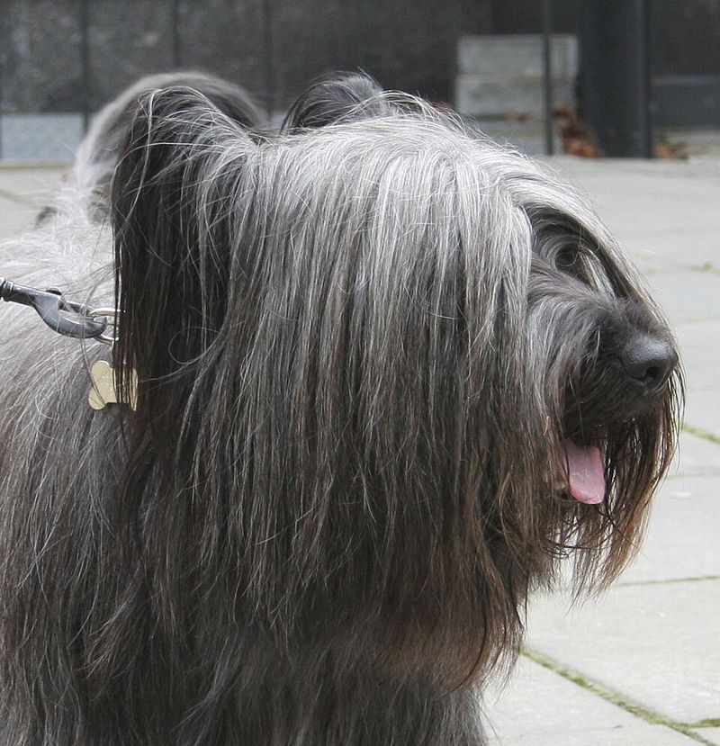 23 Rare Dog Breeds Facing a Decline in Numbers Worldwide