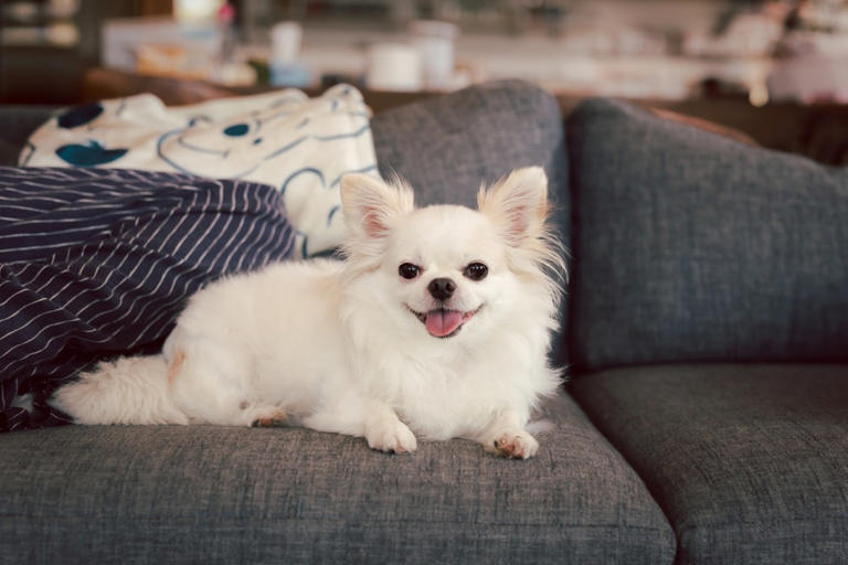 7 Small Guard Dogs That Are Cute, Fierce & Loyal, Say Experts