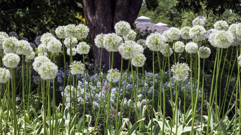 What Variety Of Allium You Should Be Growing For The Largest Possible ...