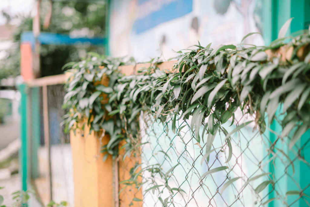 Neighbour’s Weeds Creeping Into Your Garden? Here’s What Do