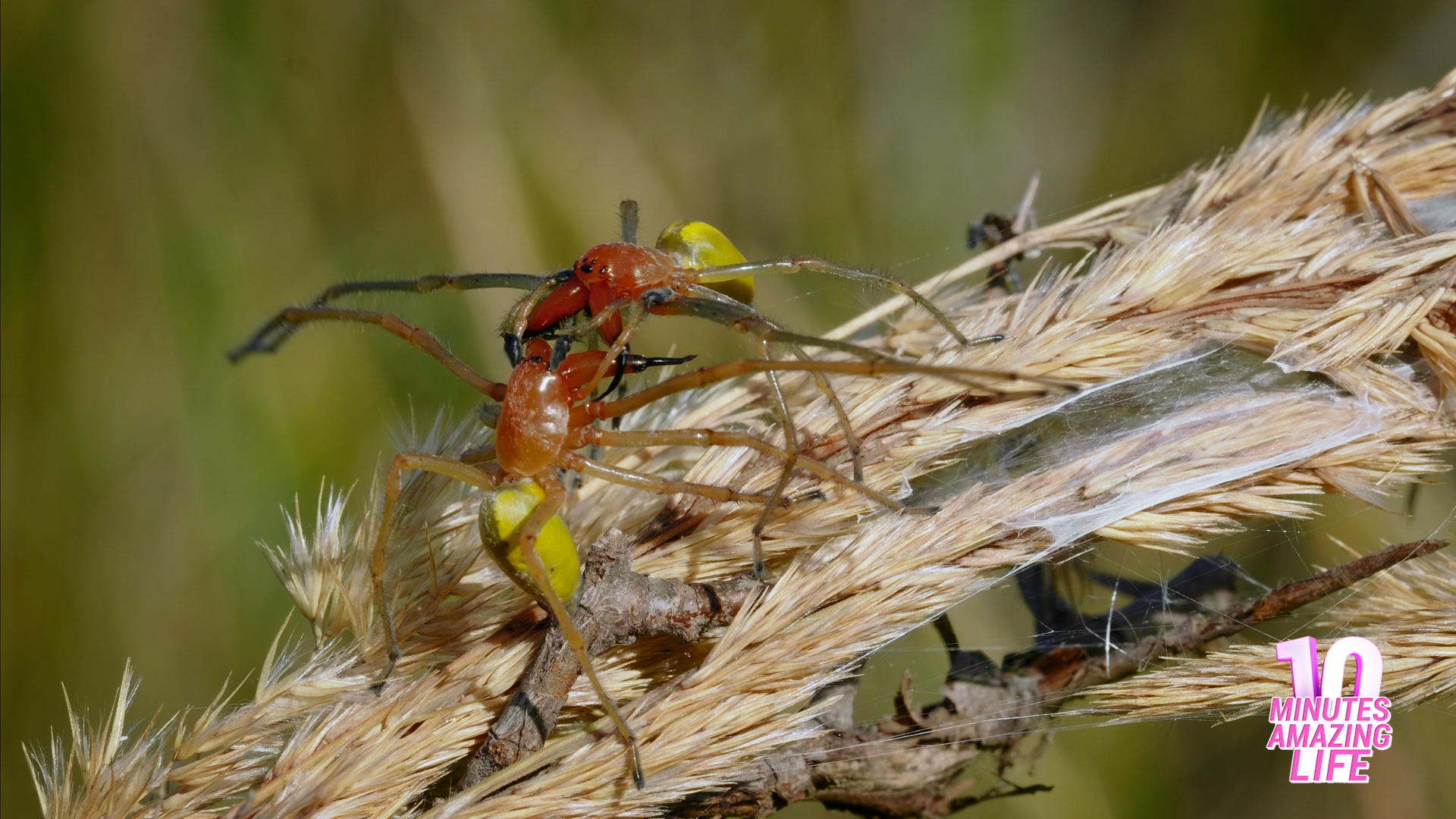 Two Spiders in a Tense Encounter