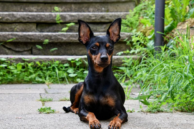 25 Alert Small Dog Breeds That Always Keep Watch
