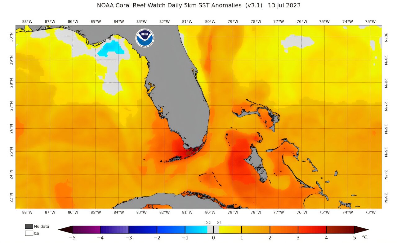 Two iconic coral species are now functionally extinct off Florida ...