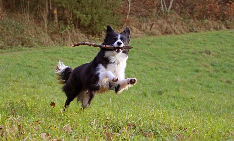 19 Emotionally Sensitive Dog Breeds That Need Constant Companionship