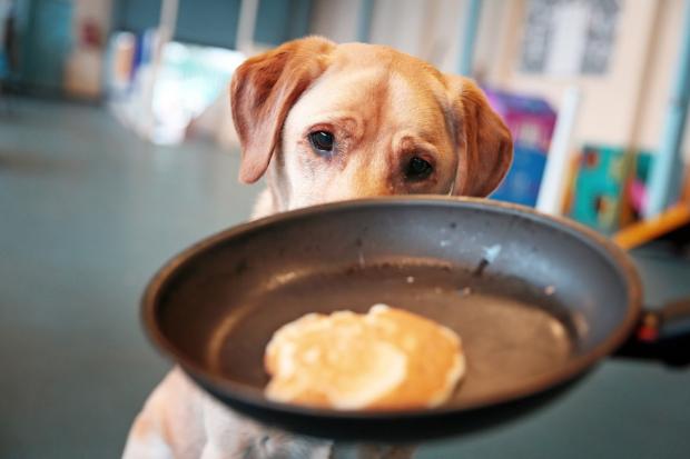 Five dog-friendly cafés and pubs to visit in County Durham this Autumn