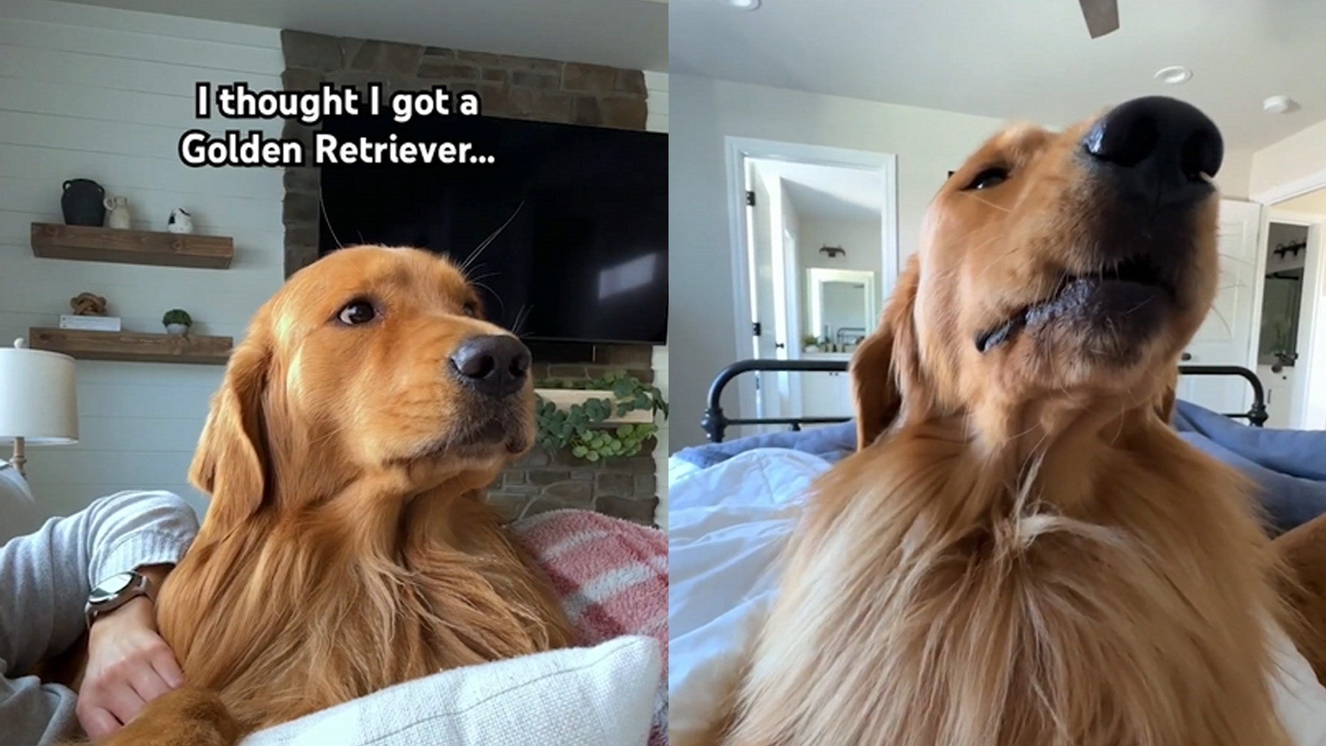 When Your Golden Retriever Thinks He’s a Cow