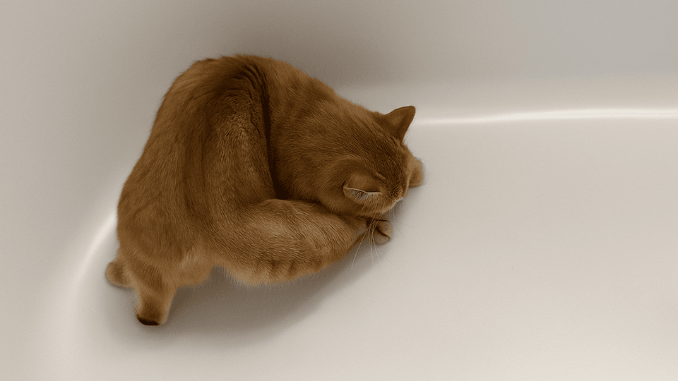 Cat Chasing Its Own Tail