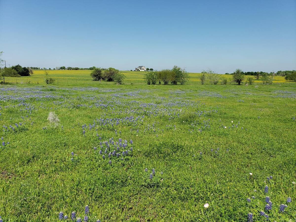 Lavender Fields in Texas: A Blooming Good Time in the Hill Country