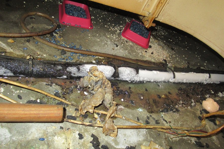 Pizza Hut franchisee fined for rat-infested branch