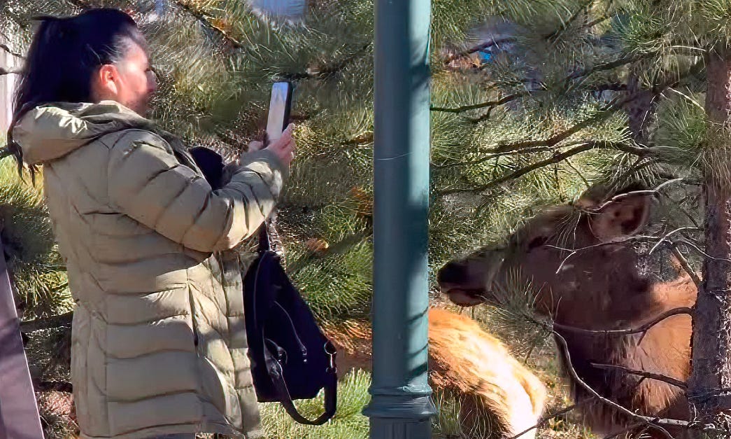 As tourists foolishly approach elk, photographer has the perfect response
