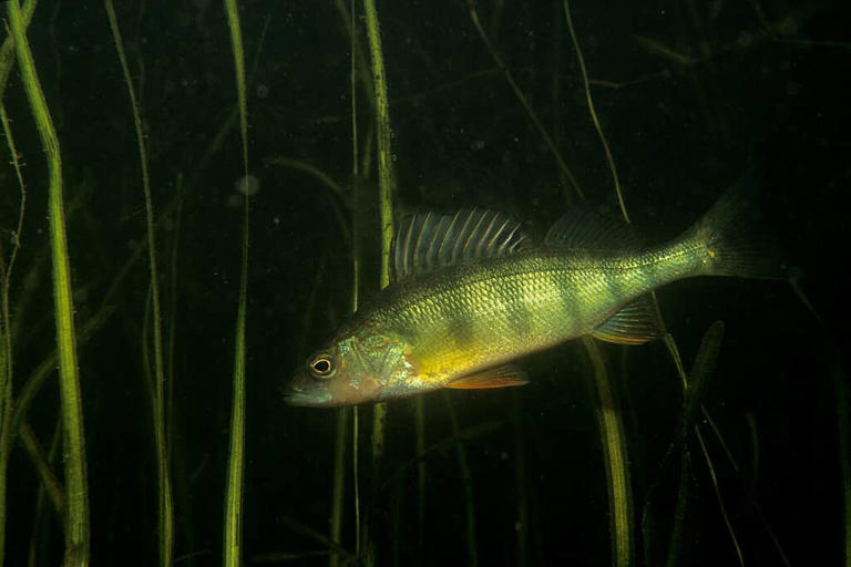 Meet the Fish and Freshwater Animals of the Savannah River