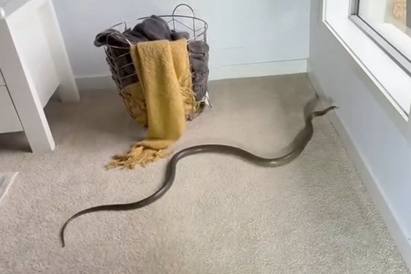 Man horrified as world's second-most venomous snake slithers into his ...