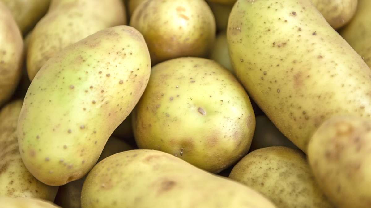 Green on your potatoes? It’s more than just color and you might be ...