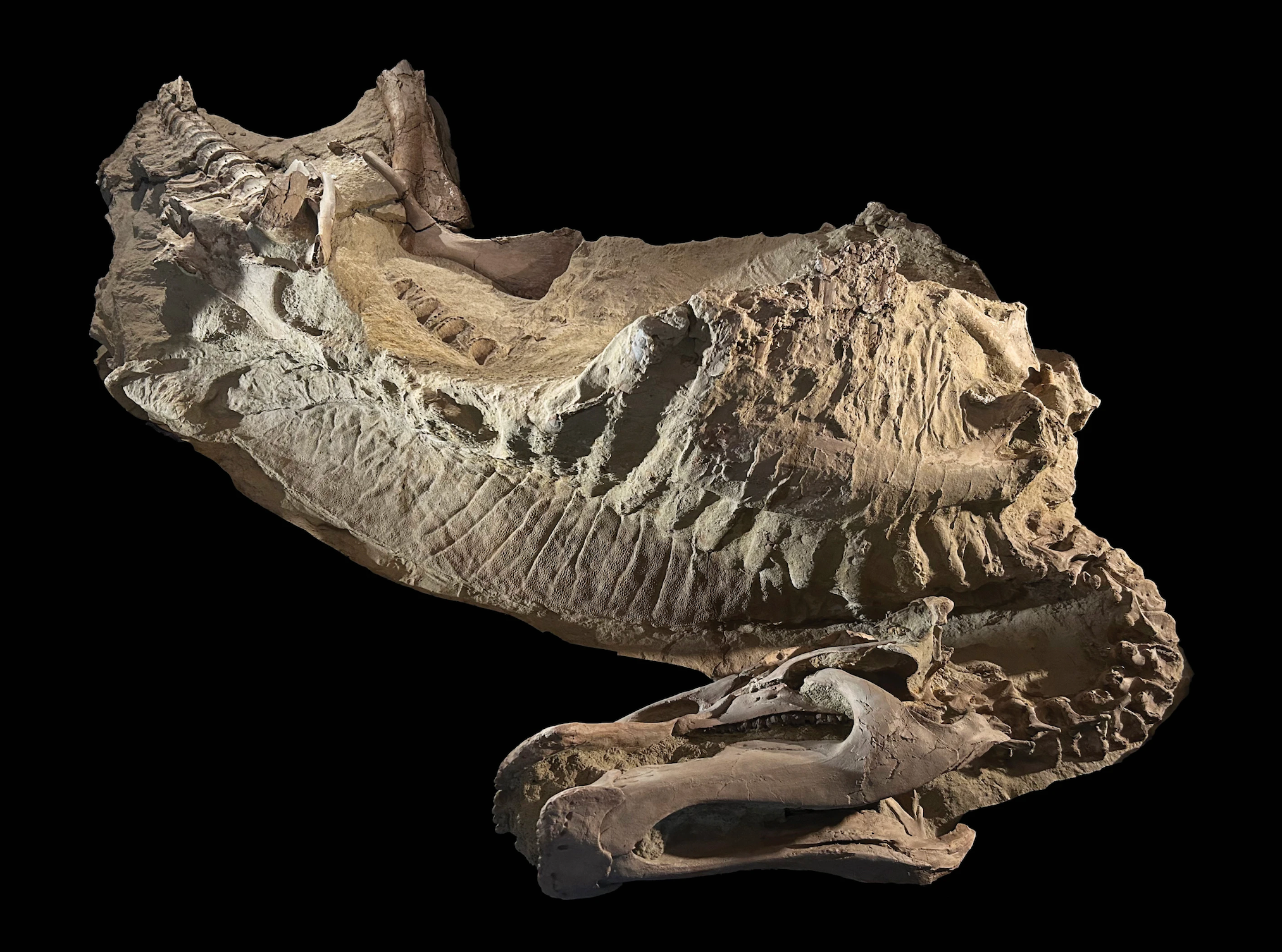 Ancient dinosaur mummies with hooves were preserved in this strange way