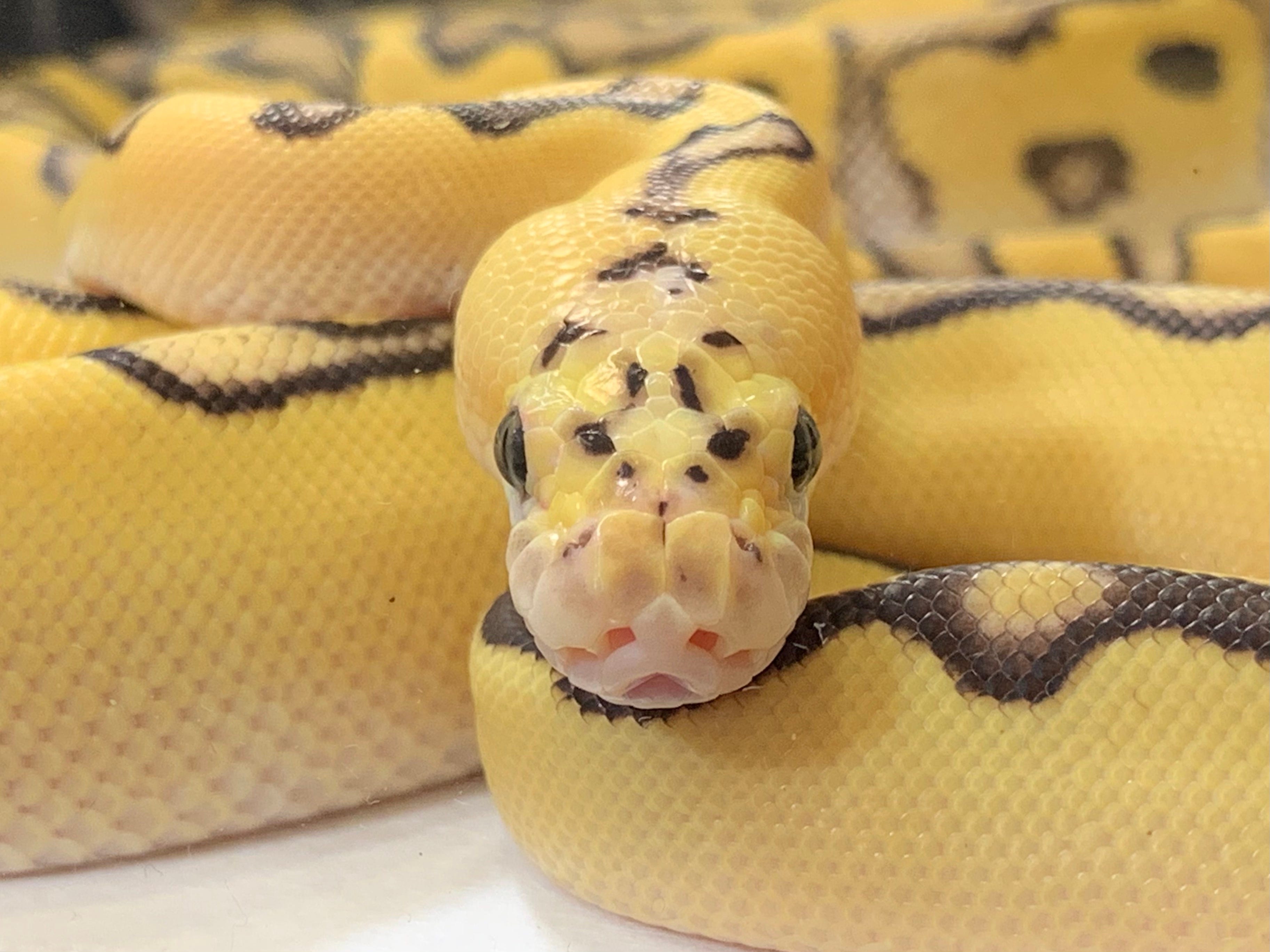 Watch where you swim! These are Georgia's 5 most snake-infested rivers ...