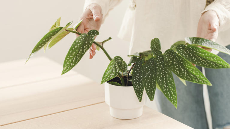 The Right Way To Transition An Outdoor Begonia Plant Indoors For The Winter