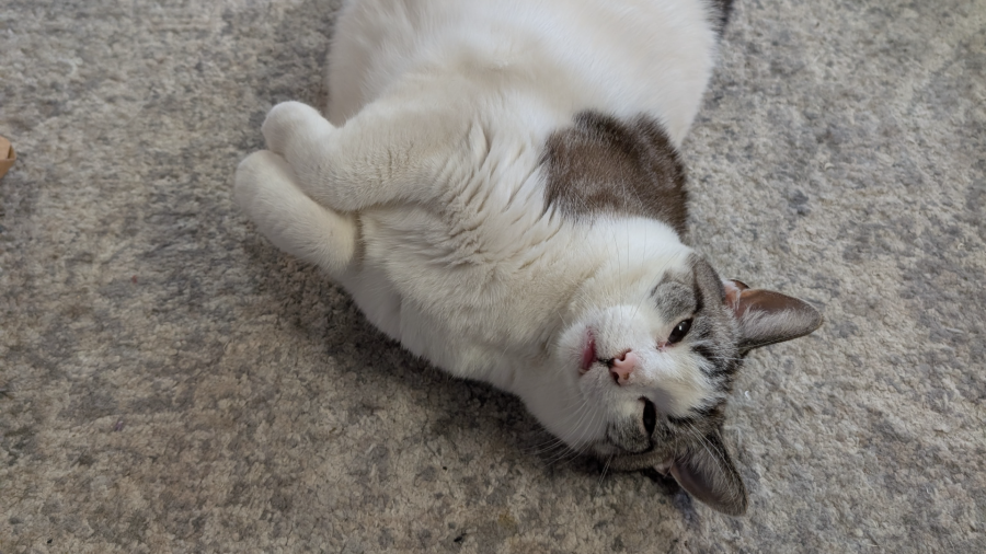 Italian bistro hosts fundraiser for Kalamazoo cat cafe and rescue