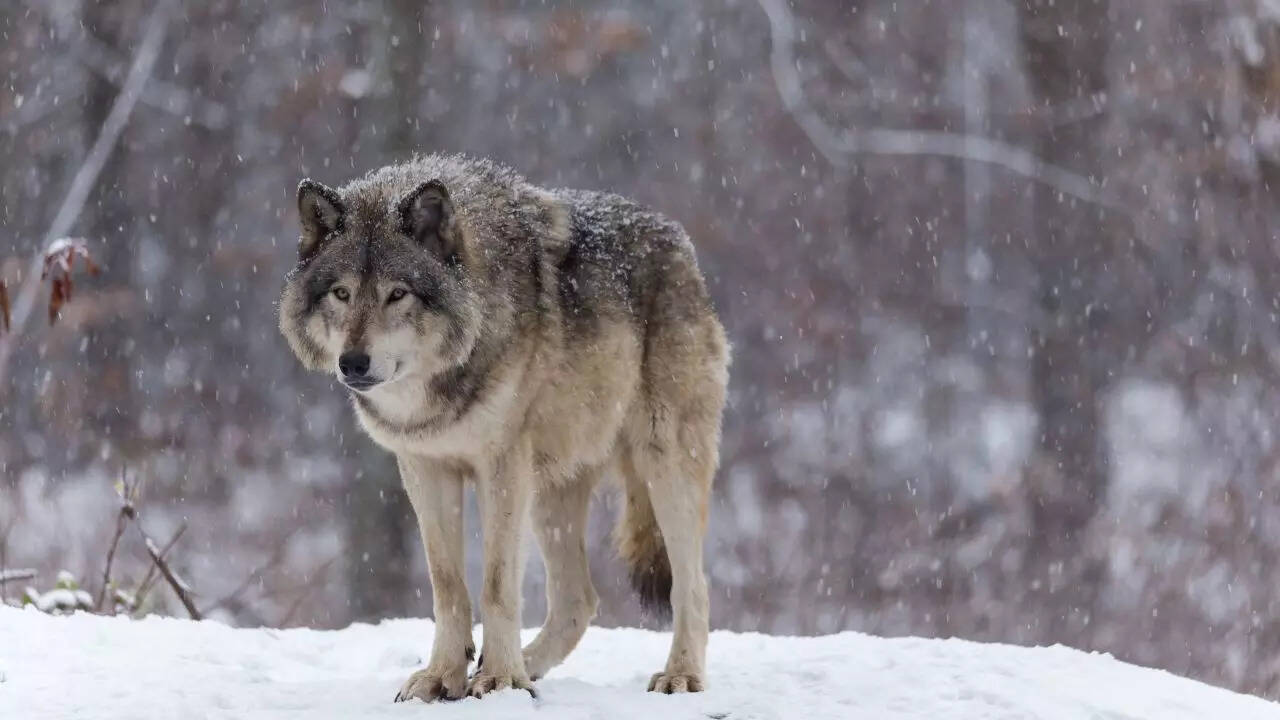 7 creatures from the animal world whose names begin with W
