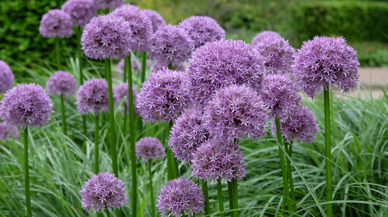 What Variety Of Allium You Should Be Growing For The Largest Possible ...