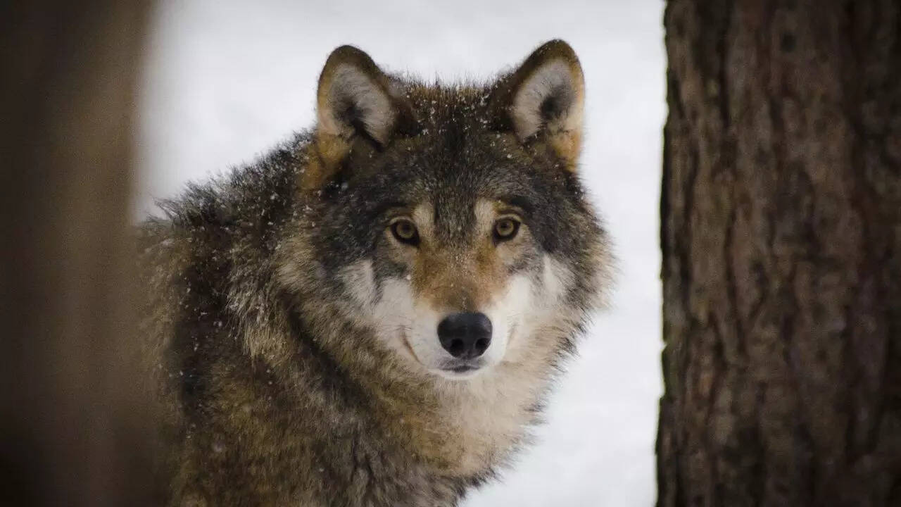 7 creatures from the animal world whose names begin with W