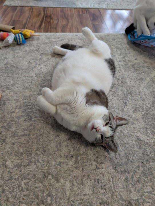 Italian bistro hosts fundraiser for Kalamazoo cat cafe and rescue